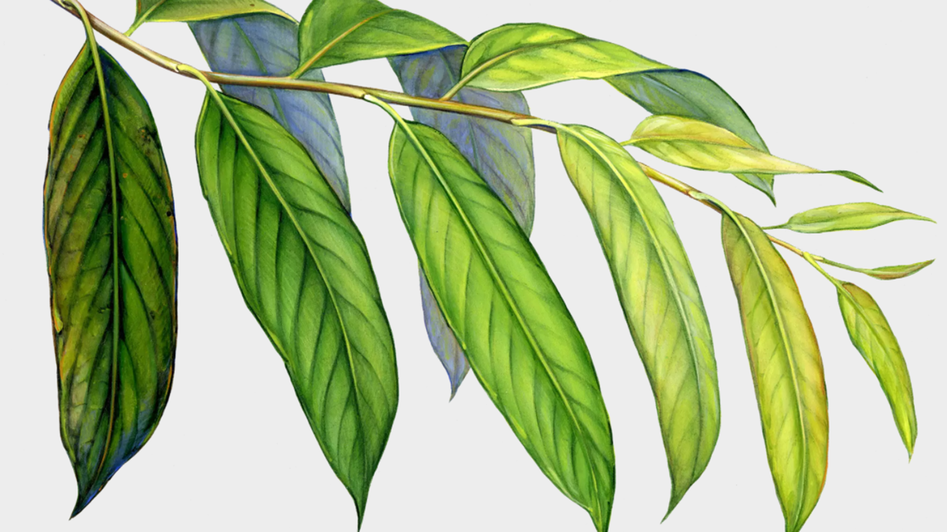 From Leaf to Landscape | Science Infographics | PBS LearningMedia