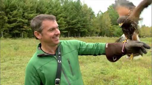 Raptors: Hawks | Wild Kratts | PBS LearningMedia