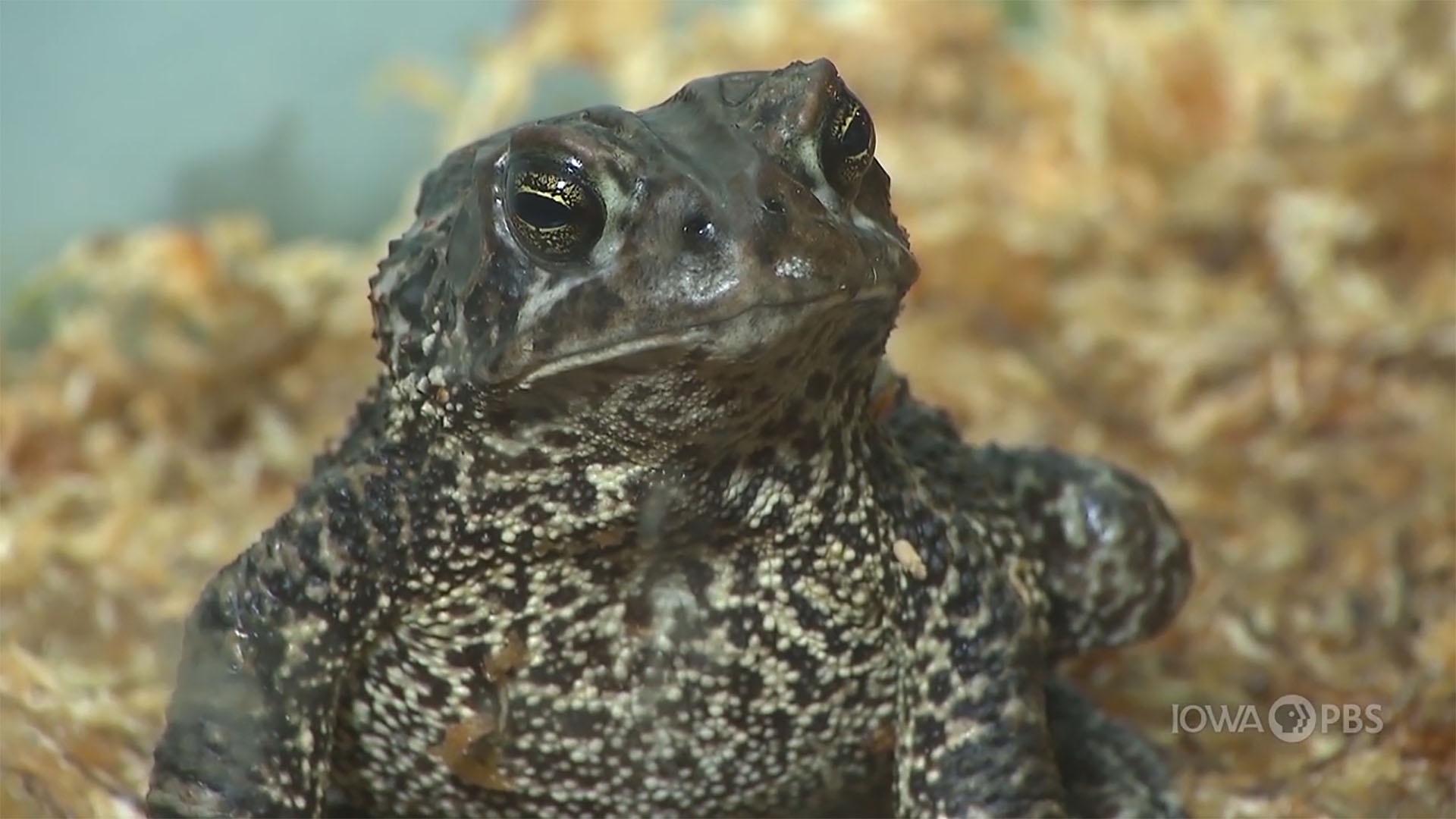 Go Beyond: Cold-Blooded Critters - Ectotherm Animals | Young Explorers ...