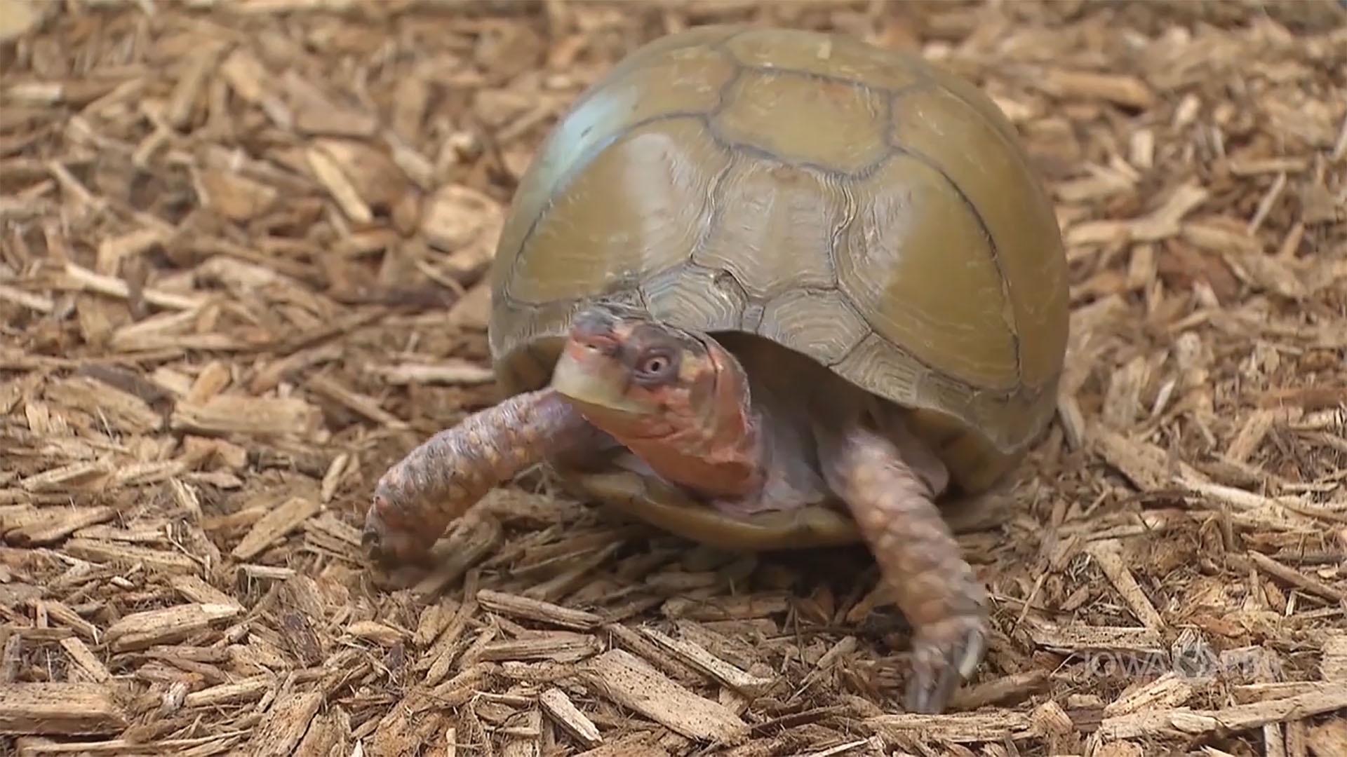 Go Beyond: Turtles of Iowa | Young Explorers | PBS LearningMedia
