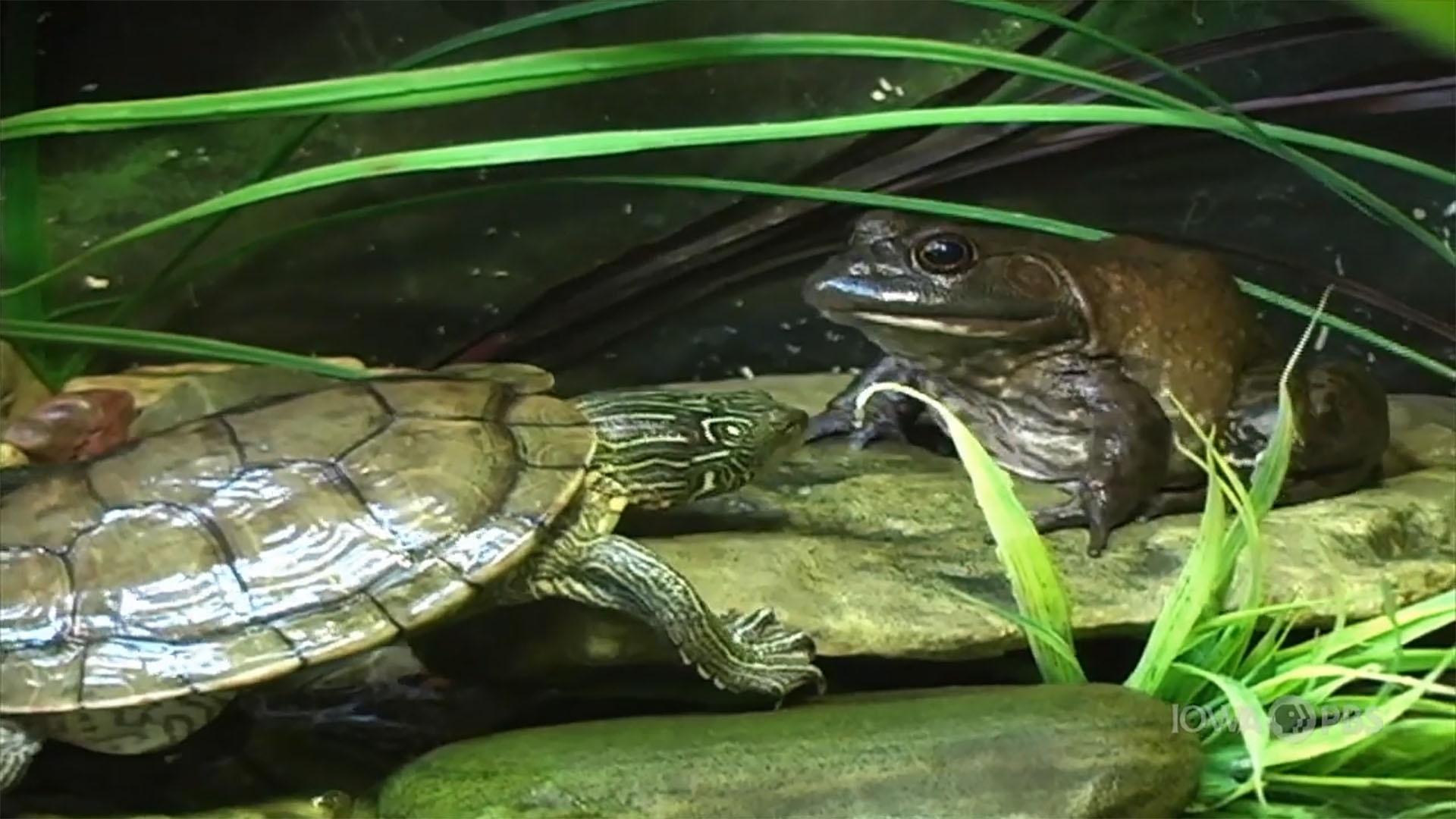 Go Beyond: Frogs and Toads (Amphibians) | Young Explorers | PBS ...