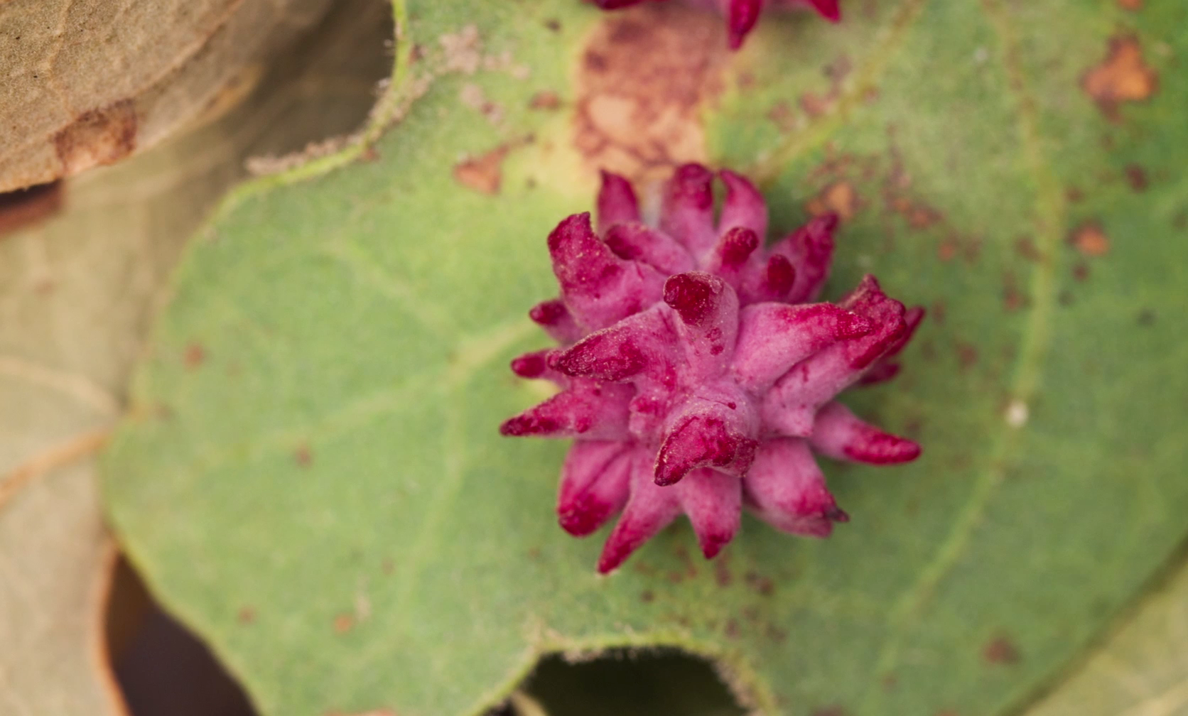 What Gall! The Crazy Cribs of Parasitic Wasps | Deep Look | PBS ...