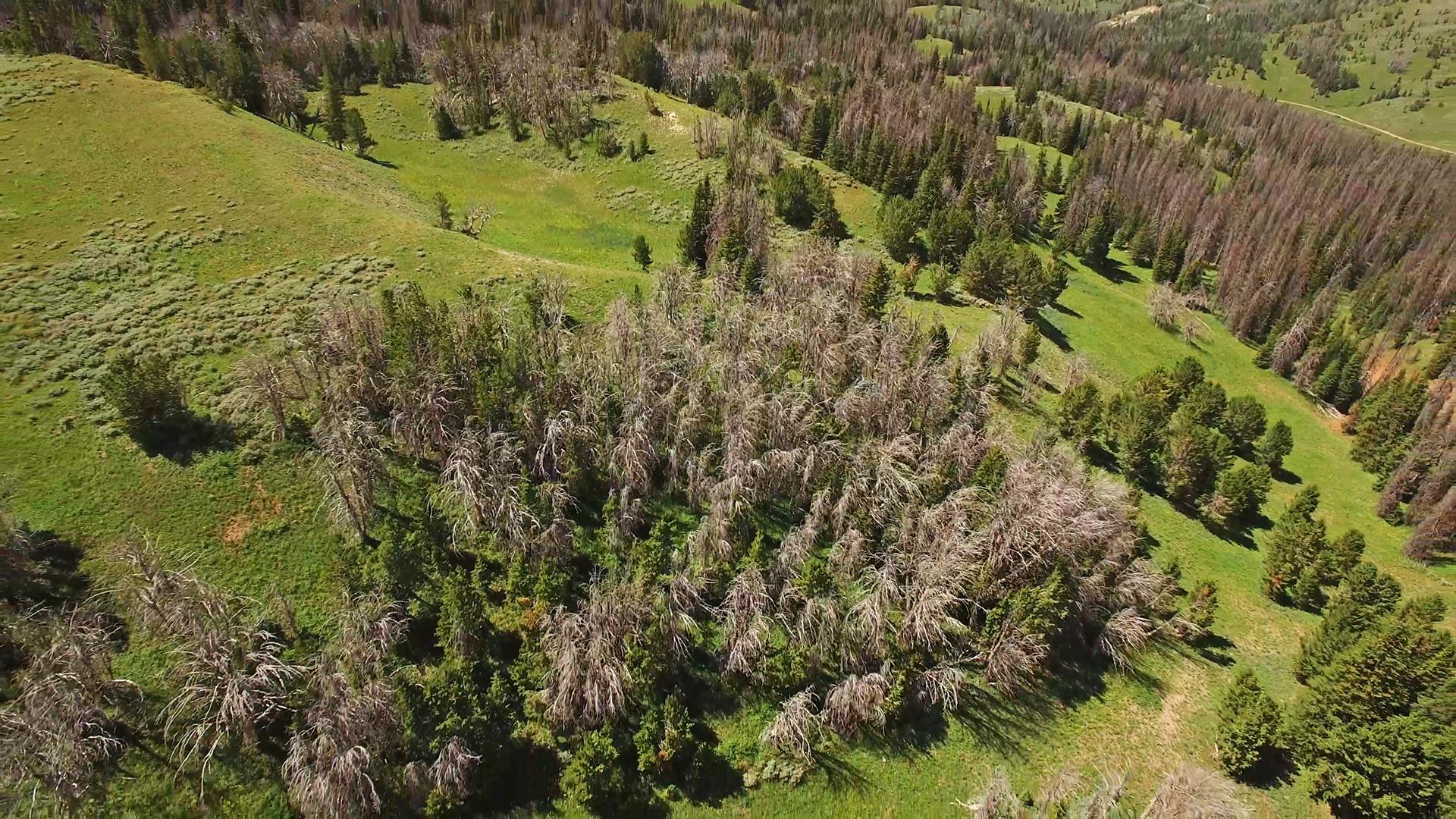 Threats to the Whitebark Pine | Ghost Forests | PBS LearningMedia