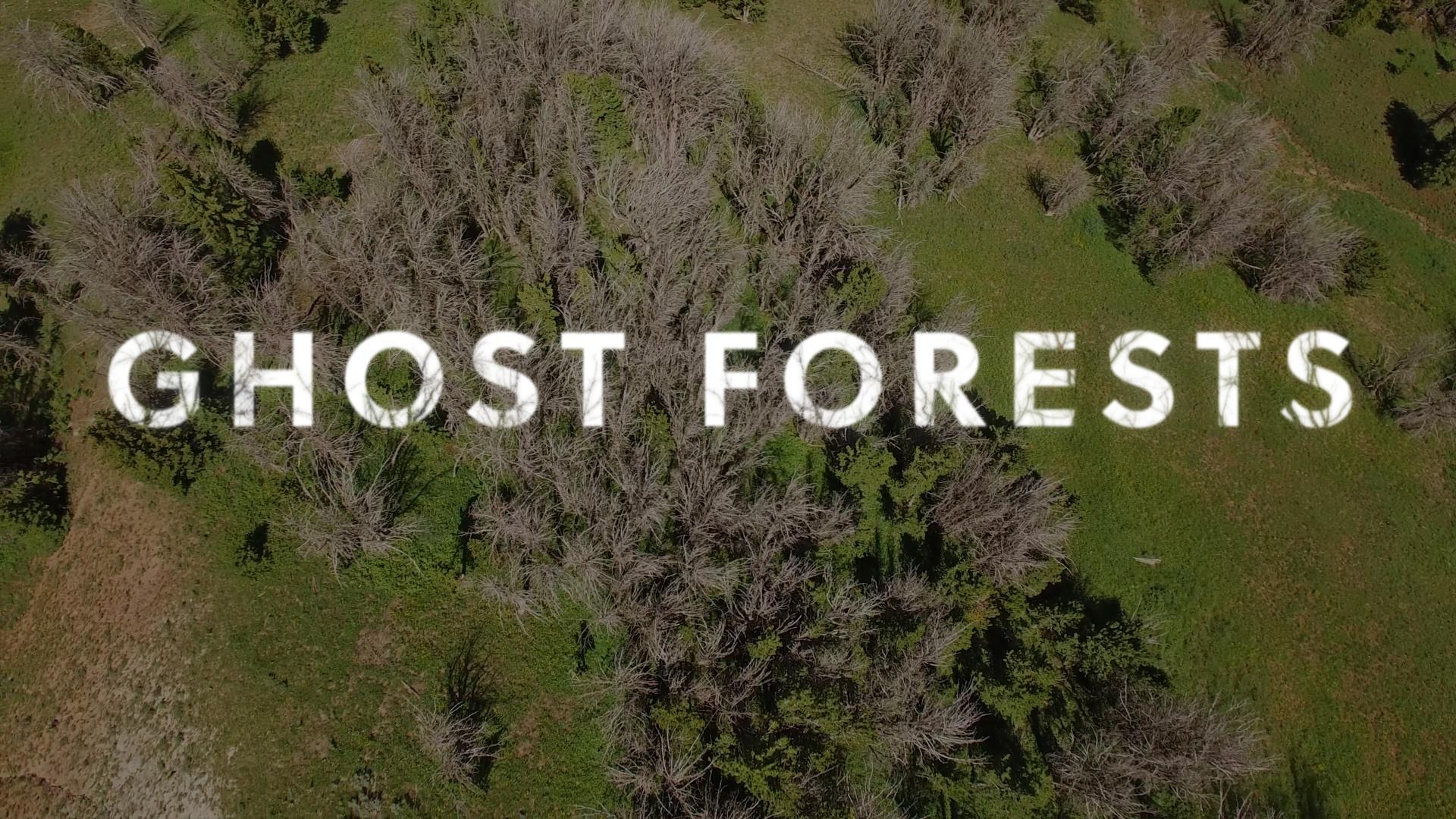 What are Ghost Forests? | Ghost Forests | PBS LearningMedia
