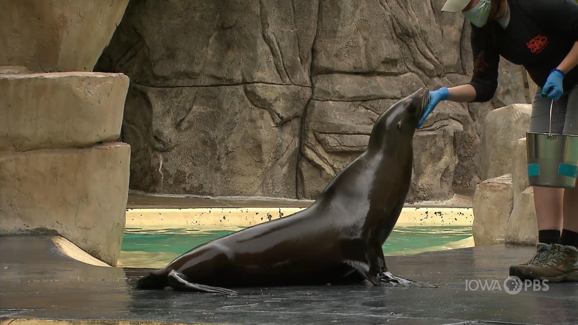 Animal Training [Full Clip] | Young Explorers | PBS LearningMedia