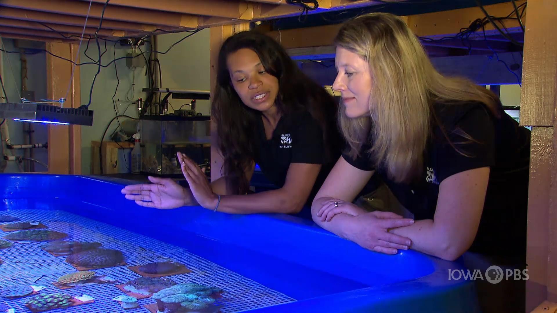 Ocean Coral in Iowa [Full Clip] | Young Explorers | PBS LearningMedia