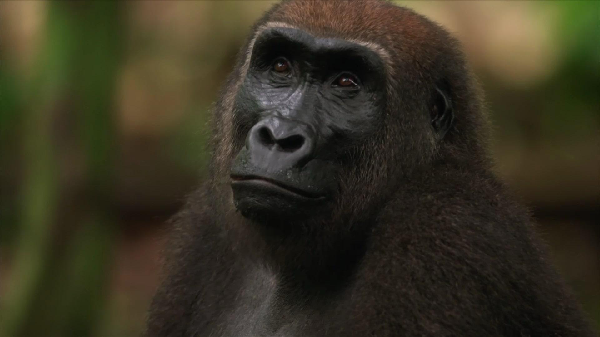 Gabon’s Lowland Gorillas | Gorilla | PBS LearningMedia