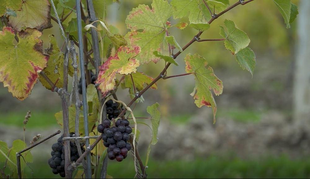 Grafting Grapes | Journeys Through the Finger Lakes | PBS LearningMedia