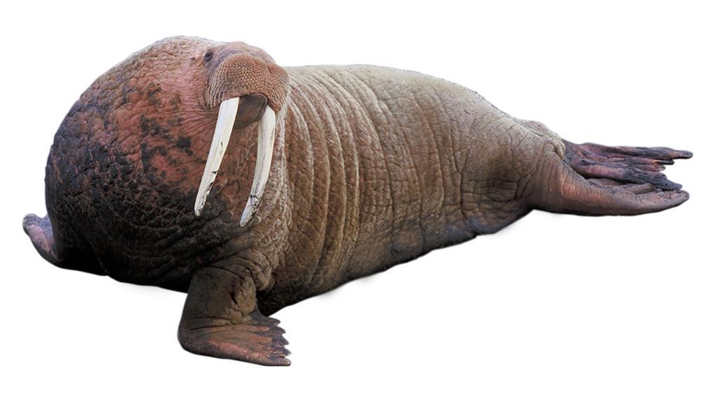 Falling for Gravity! | PBS LearningMedia