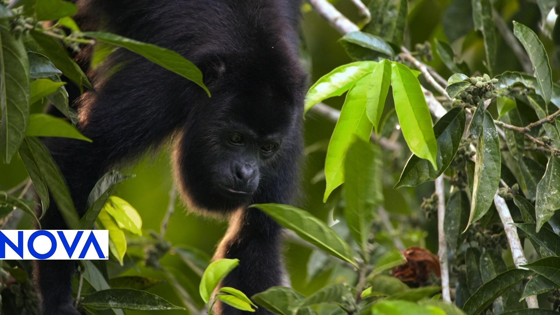 Primate Evolution Driven by Geology and Plants | NOVA | PBS LearningMedia