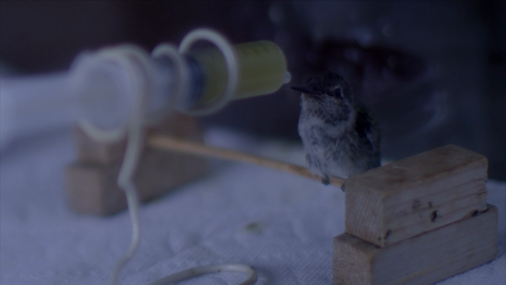 Rehabilitating Cactus: A Hummingbird Survival Story | Hummingbirds of ...