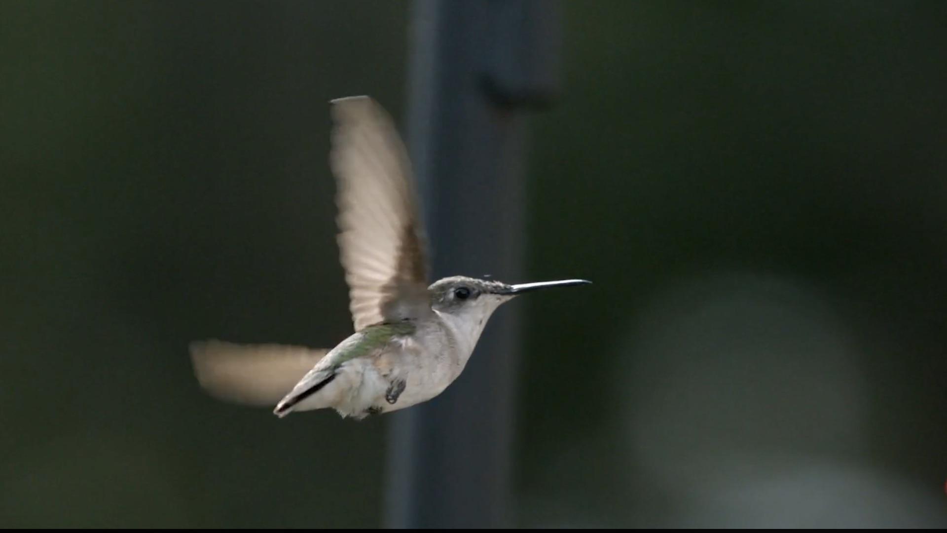 Hummingbirds: Tiny But Tough | EcoSense for Living | PBS LearningMedia
