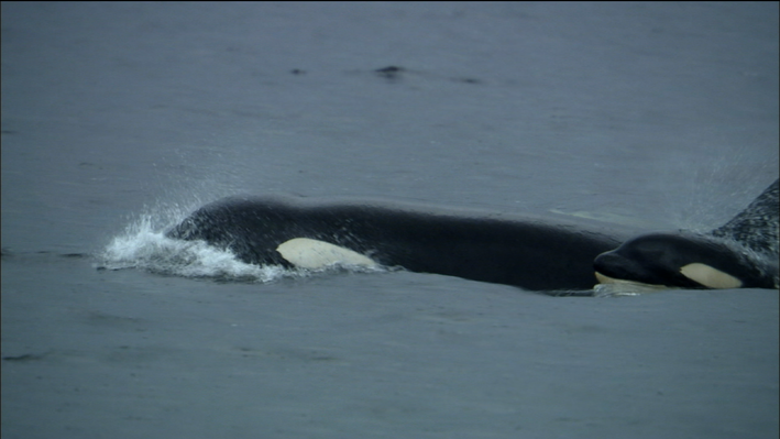 Killer Whales and the Changing Arctic | Science | Media Gallery | PBS ...