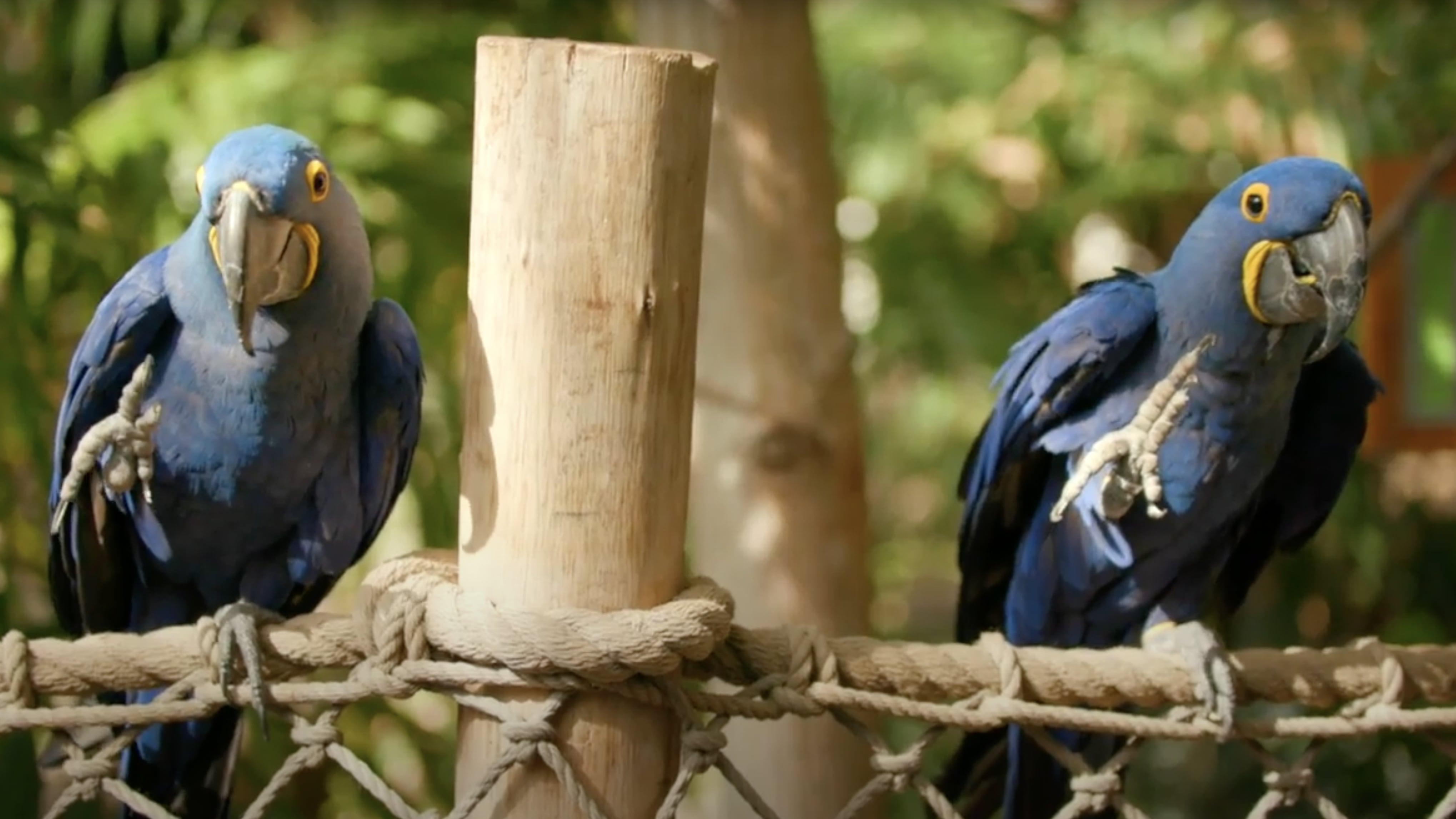 Hyacinth Macaw | Paws for a Minute | PBS LearningMedia