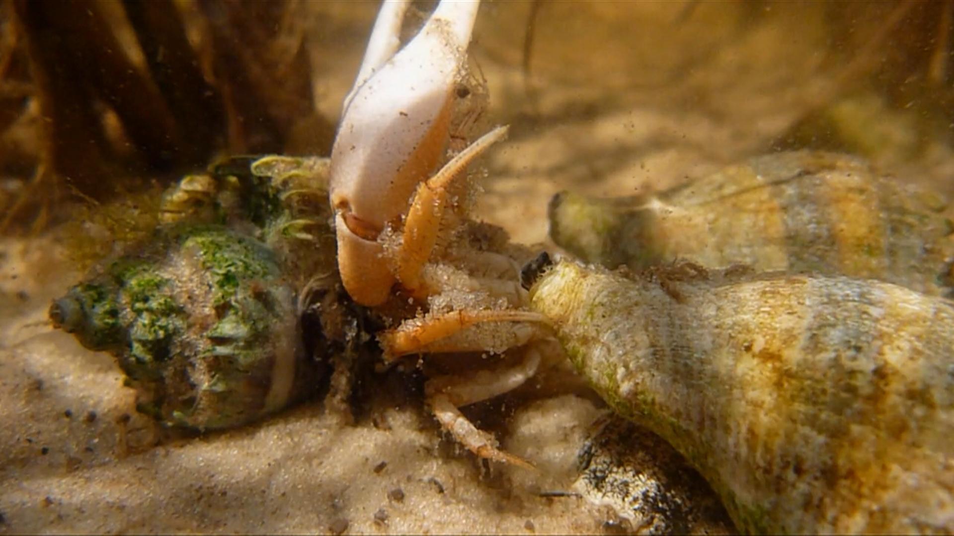 Crown Conchs: Friend or Foe of the Salt Marsh? | In the Grass, On the ...