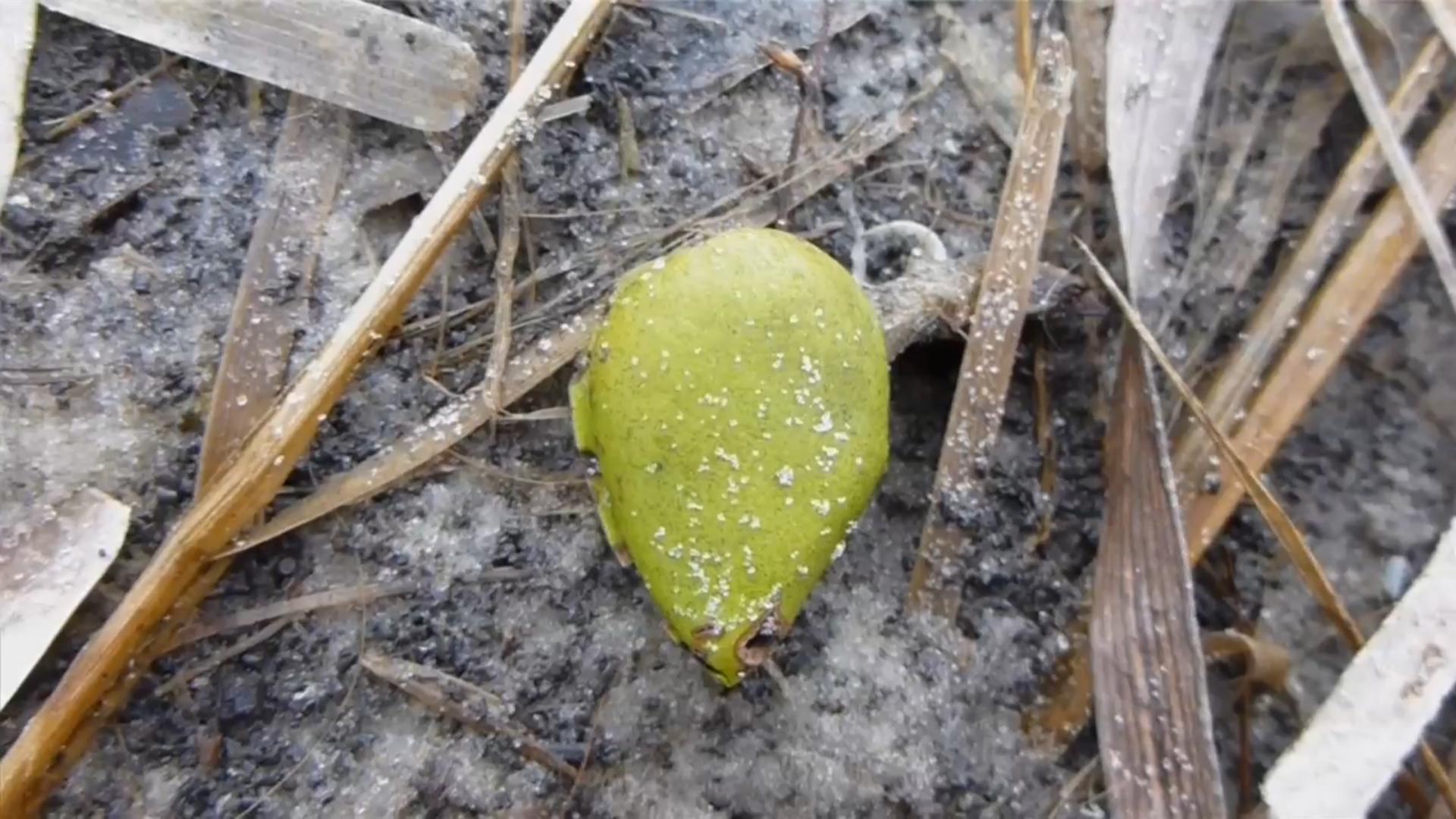 Mangroves Encroach on Florida Salt Marshes | In the Grass, On the Reef ...