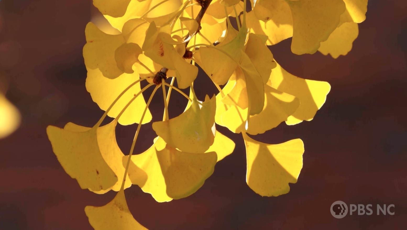 Heat Islands & Trees: Interactive Lesson | PBS NC Science | Grades 6-8 ...