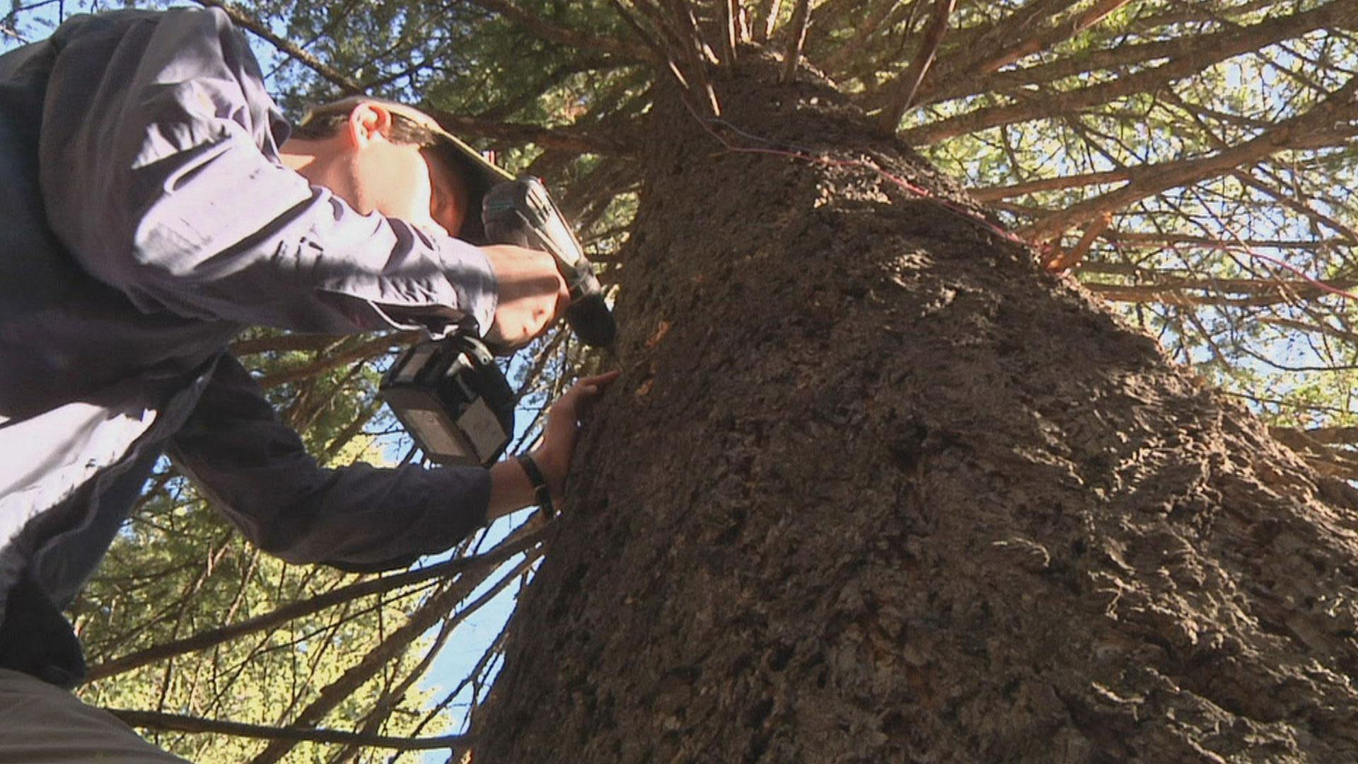 Gibson Jack Trees | Idaho Science Journal | PBS LearningMedia