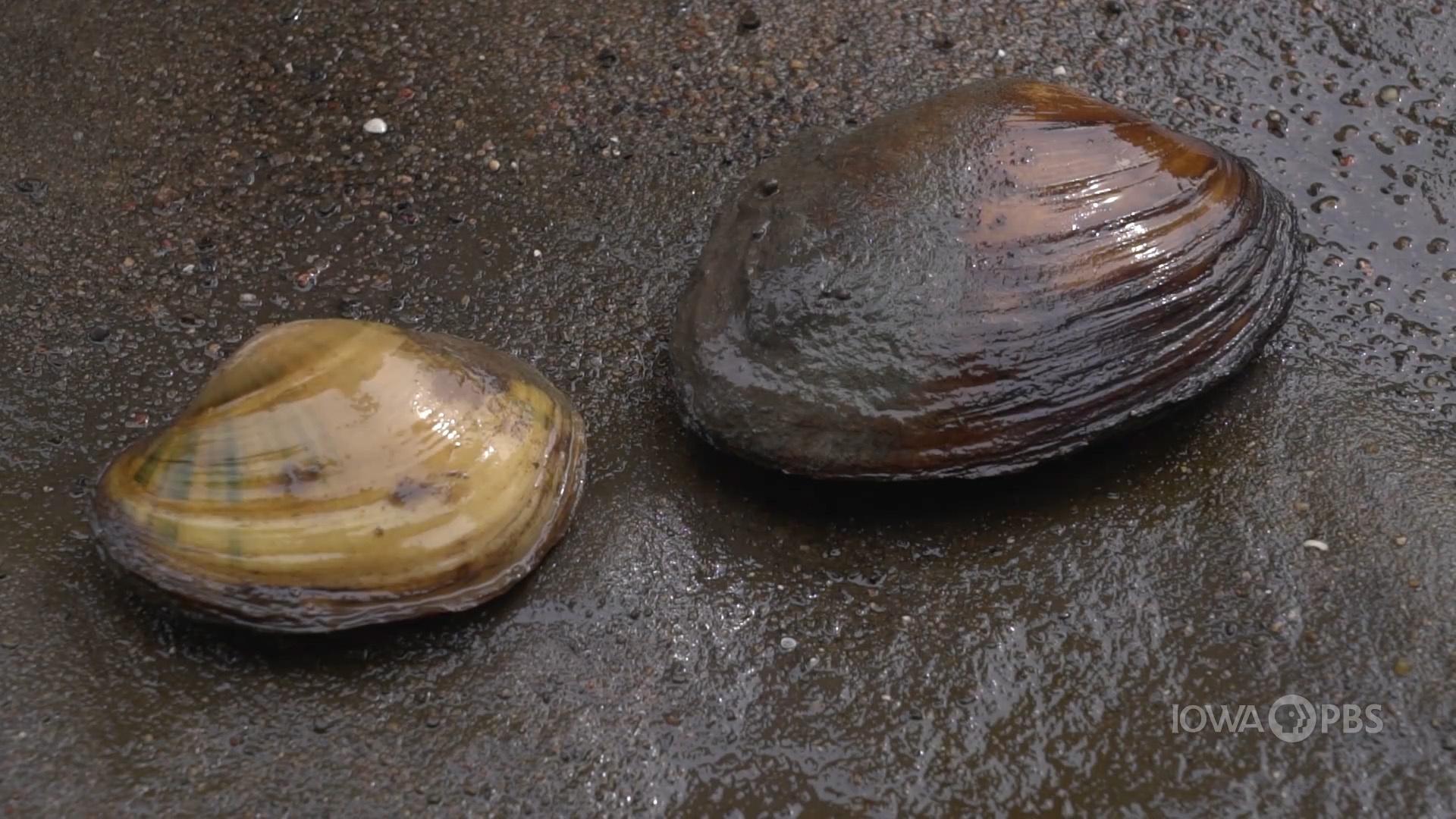 Mussel Reproduction Process | Iowa Science Phenomena | PBS LearningMedia