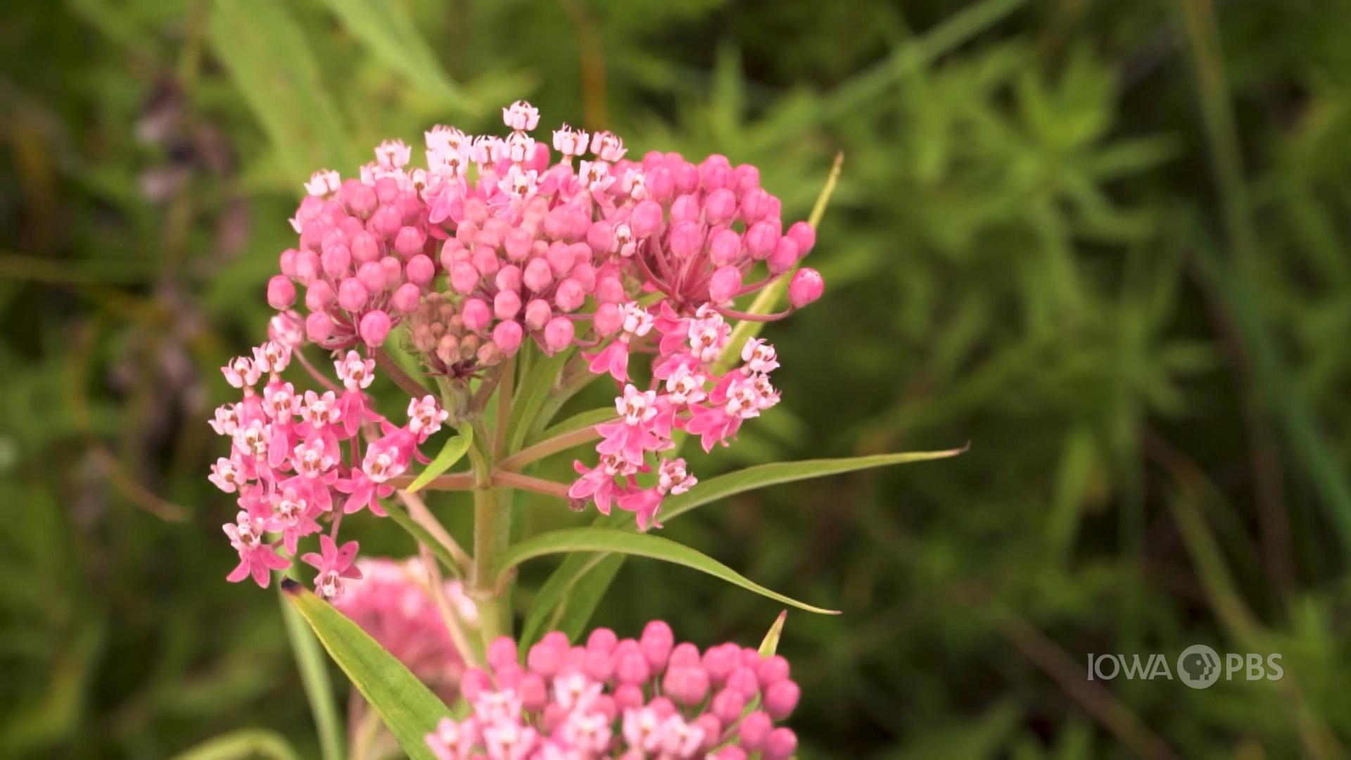 Pollination System of the Swamp Milkweed | Iowa Science Phenomena ...