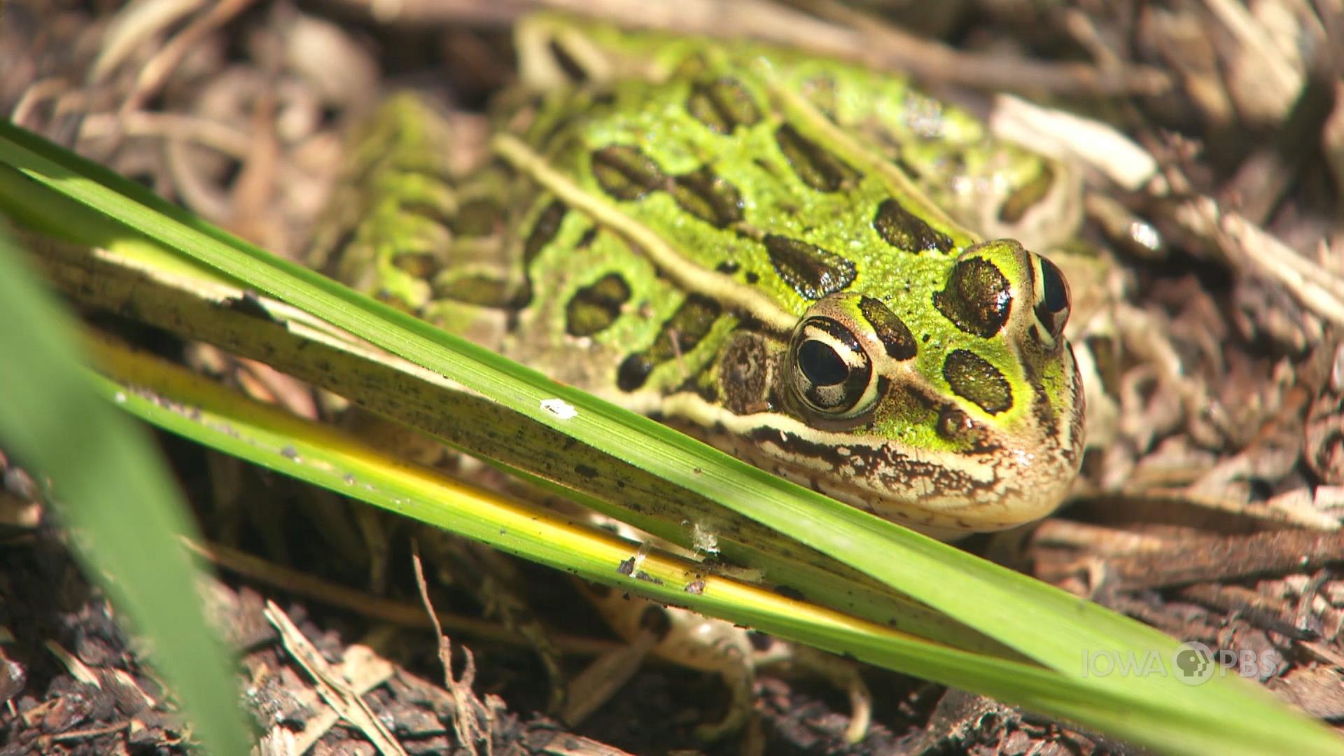 Tadpoles and Frogs | Iowa Science Phenomena | PBS LearningMedia