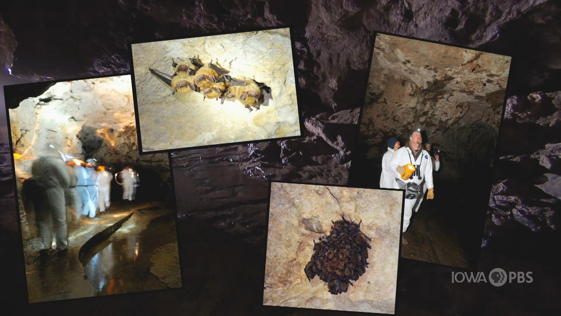 Bats: White-Nose Syndrome | Iowa Science Phenomena | PBS LearningMedia