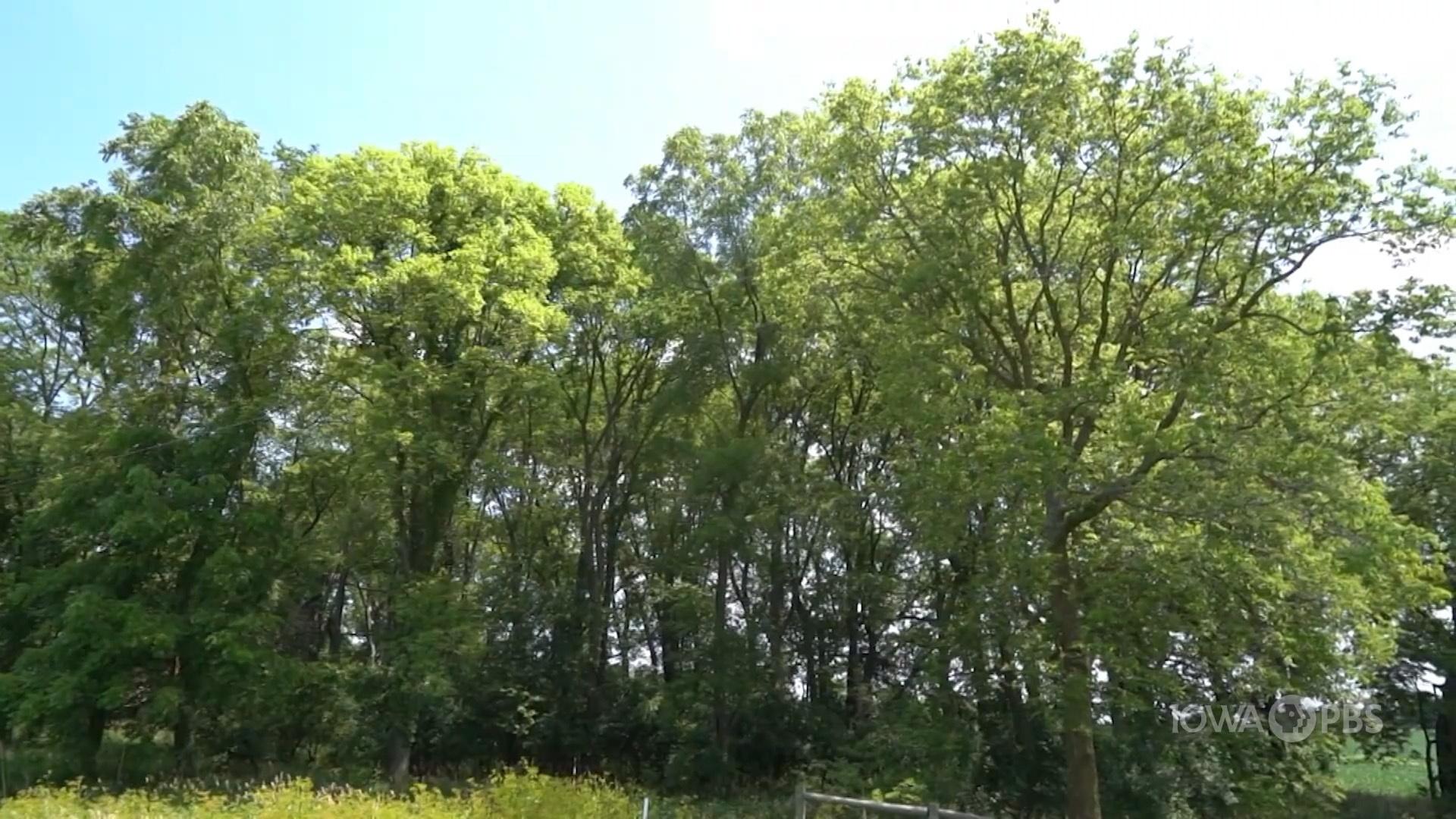 Ecosystem Restoration: Oak Savanna | Iowa Science Phenomena | PBS ...