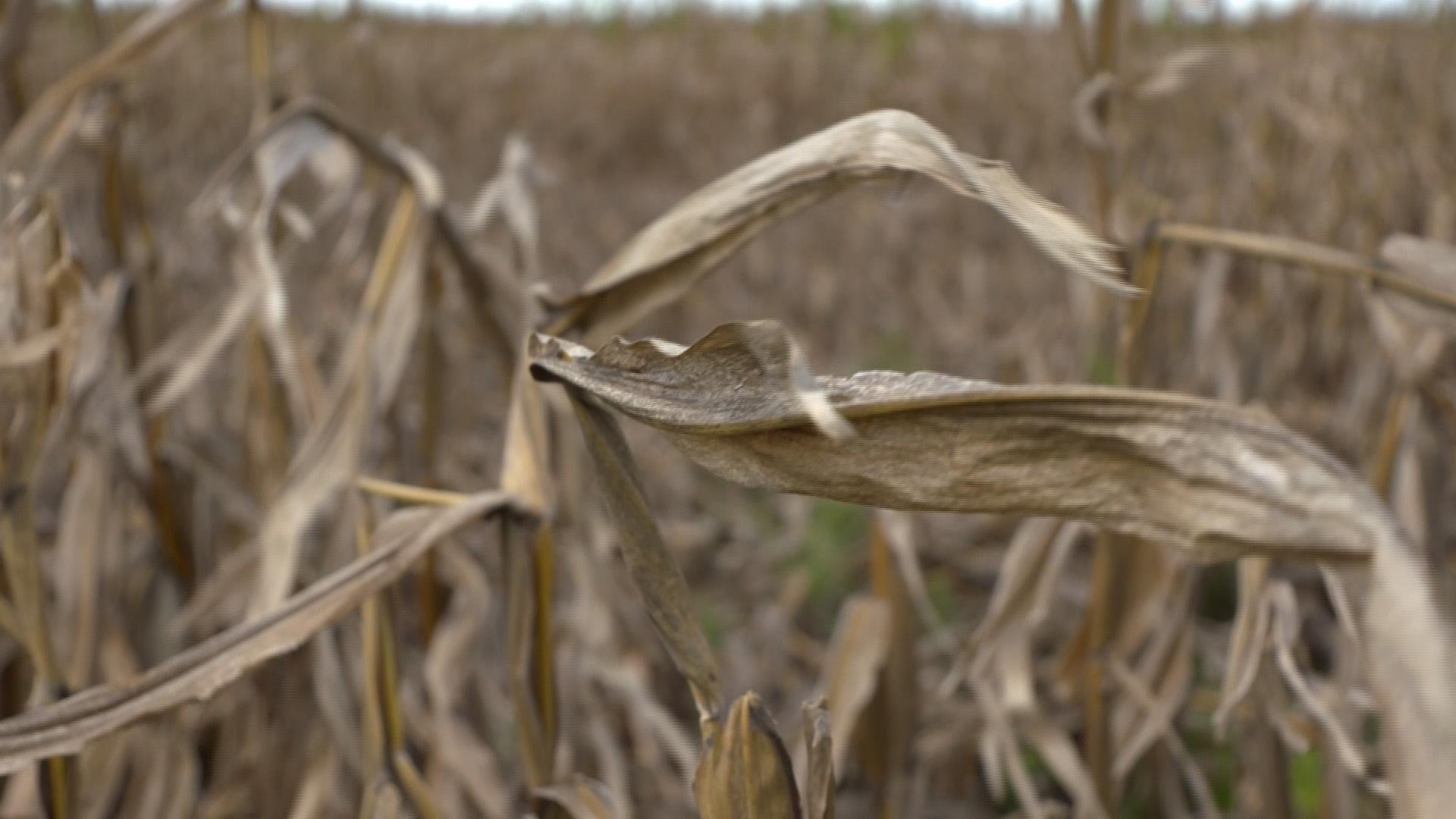 Drought Formation | Iowa’s Wild Weather | PBS LearningMedia