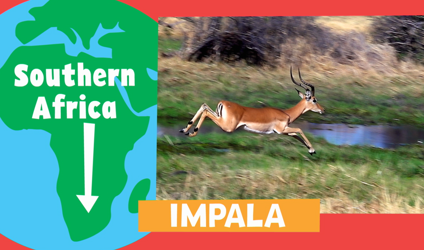 Impala | Animal Alphabet | PBS LearningMedia