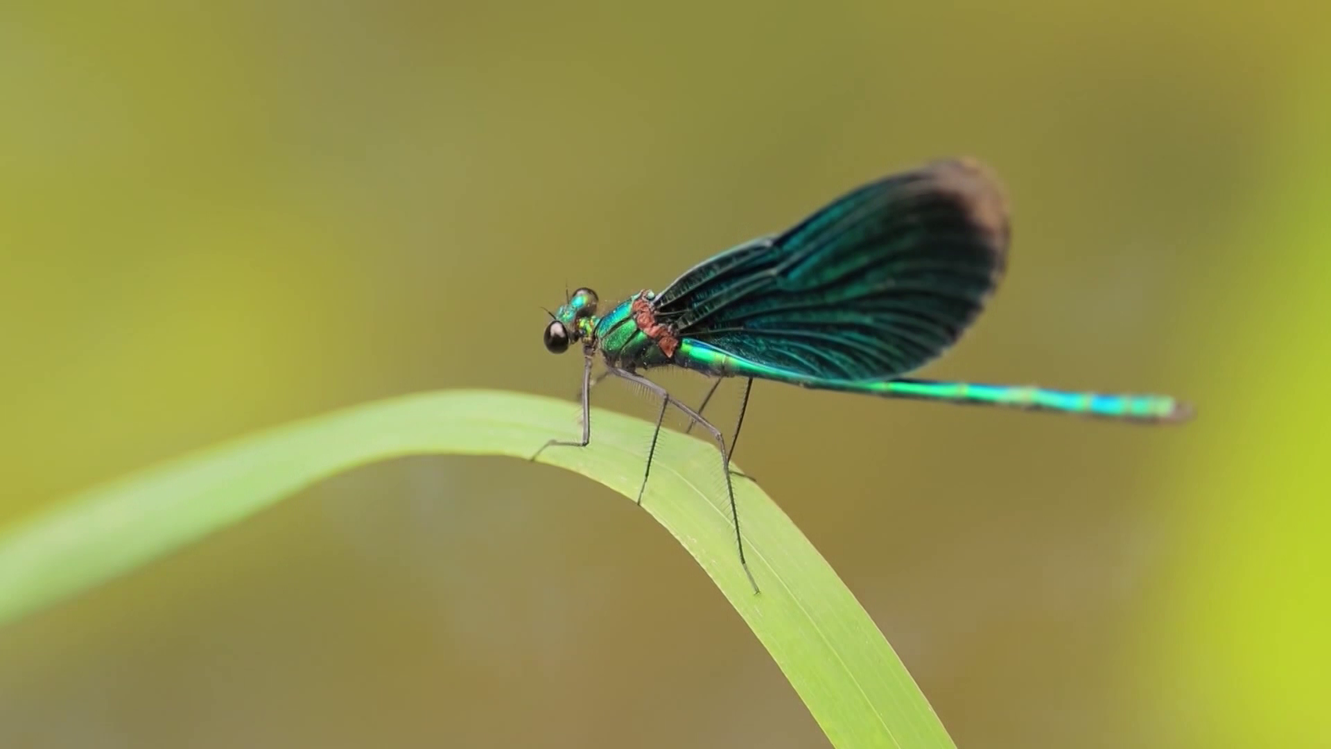 Insects and Pollinators | Wild for Ohio | PBS LearningMedia