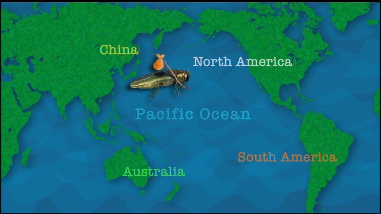 Indiana Expeditions | Invasive Insects | PBS LearningMedia