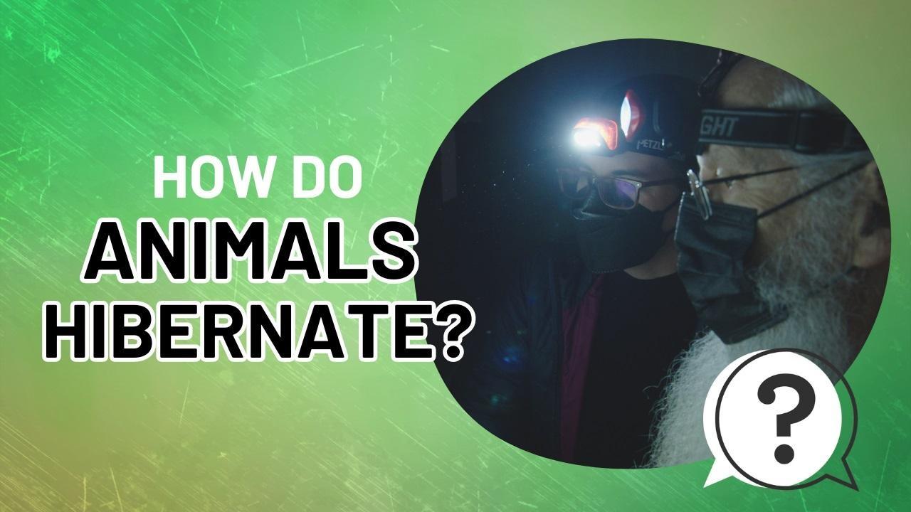 January Hibernation | But Why Adventures! Northeast Nature | Grades 3-5 ...