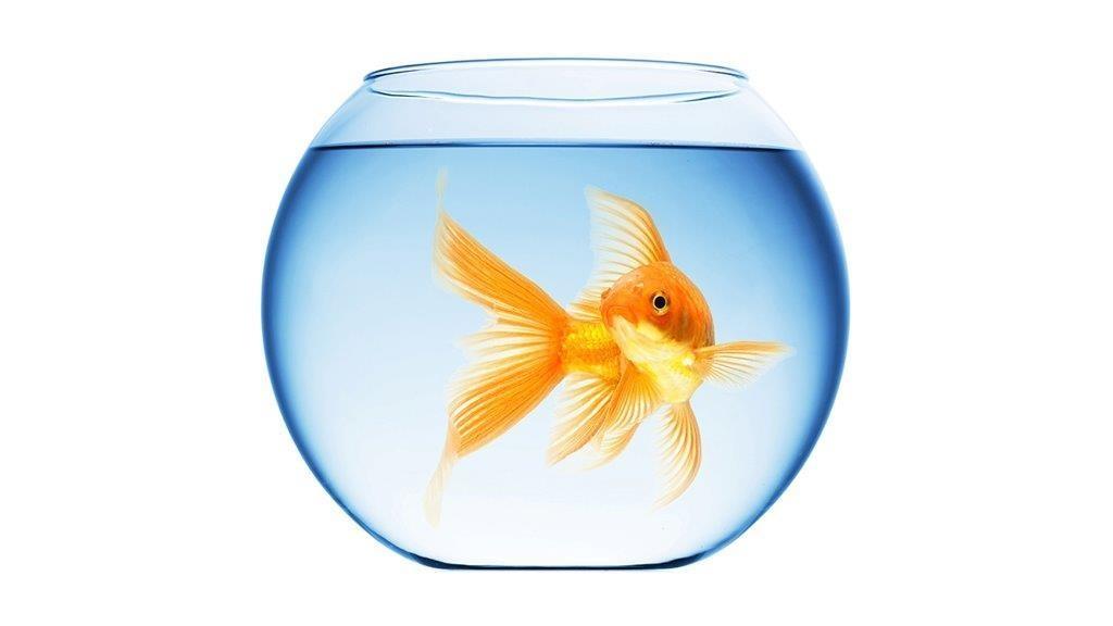 Something Fishy! | PBS LearningMedia