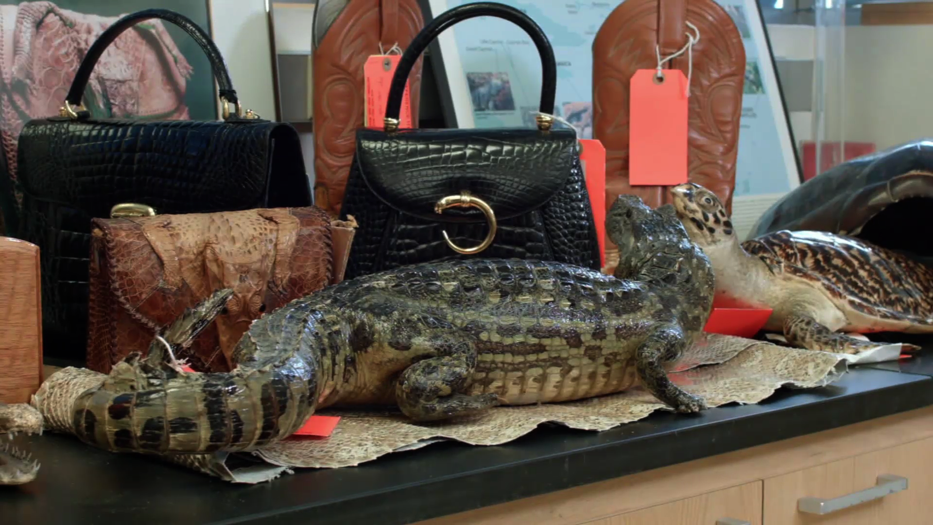 Critter Crime Lab | PBS LearningMedia