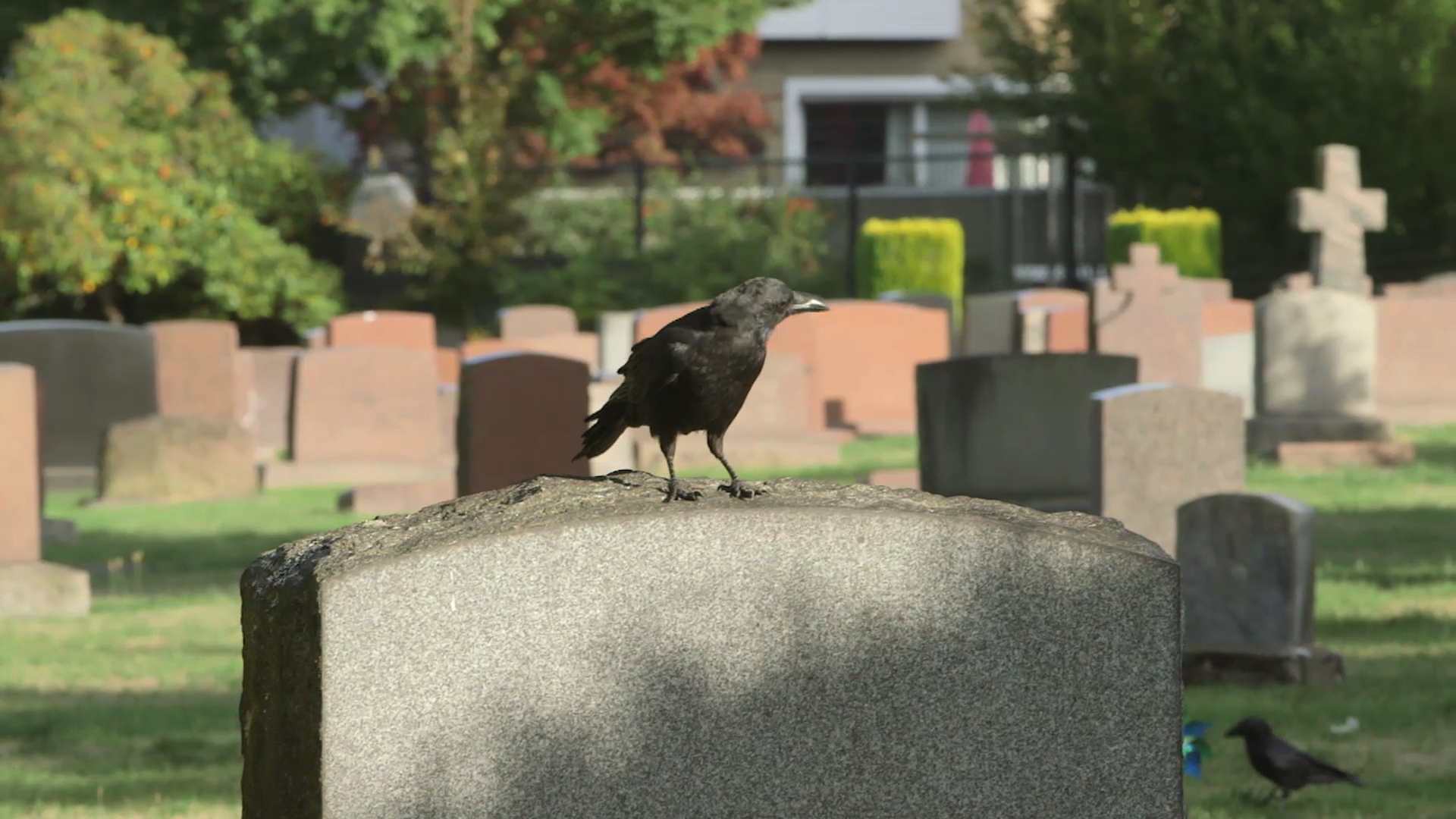 Do Crows Have Human Behaviors? | PBS LearningMedia