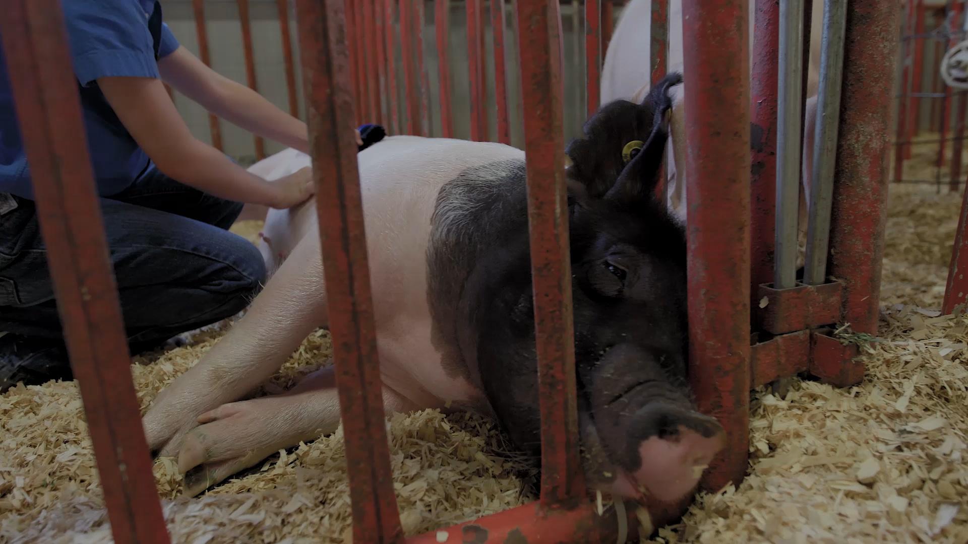 Visit a Pig Show and a Kentucky Pig Farm | Kentucky Farms Feed Me | PBS ...