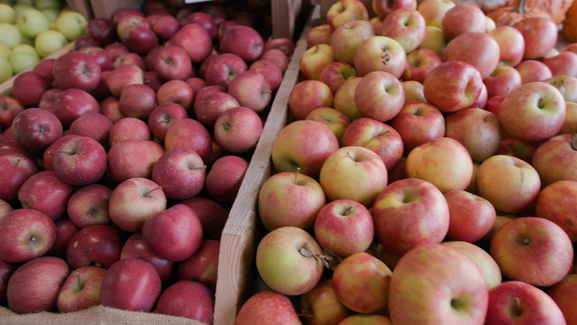 Visit a Kentucky Apple Orchard | Kentucky Farms Feed Me | PBS LearningMedia
