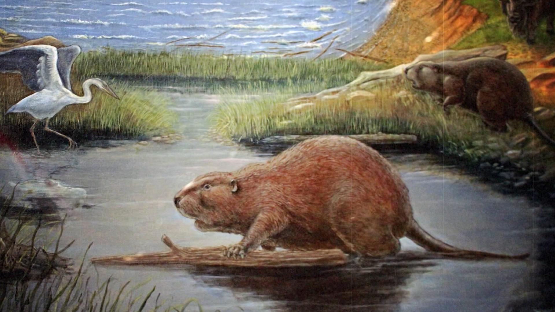 Ohio's Prehistoric Creatures | Know Ohio | PBS LearningMedia