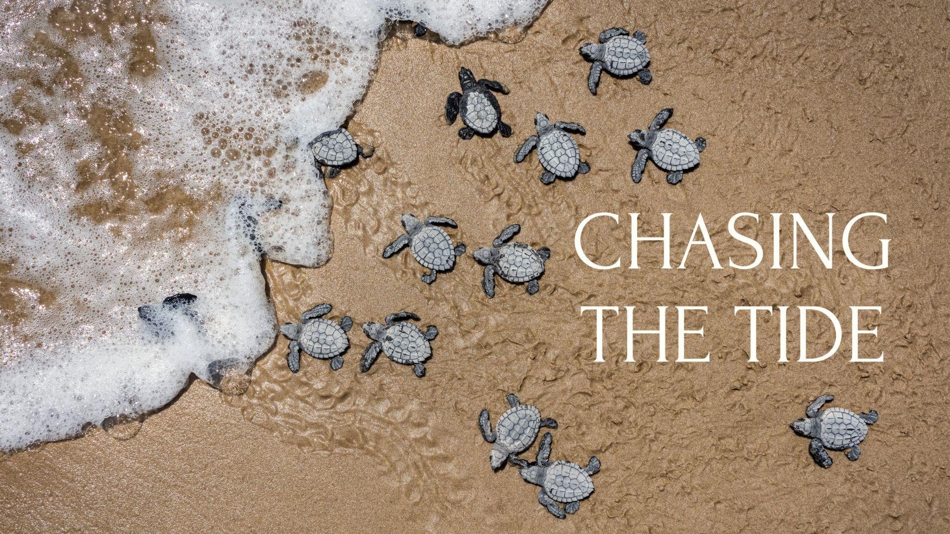 Life Cycle of the World’s Most Seriously Endangered Sea Turtle: Kemp's Ridley | Chasing the Tide ...