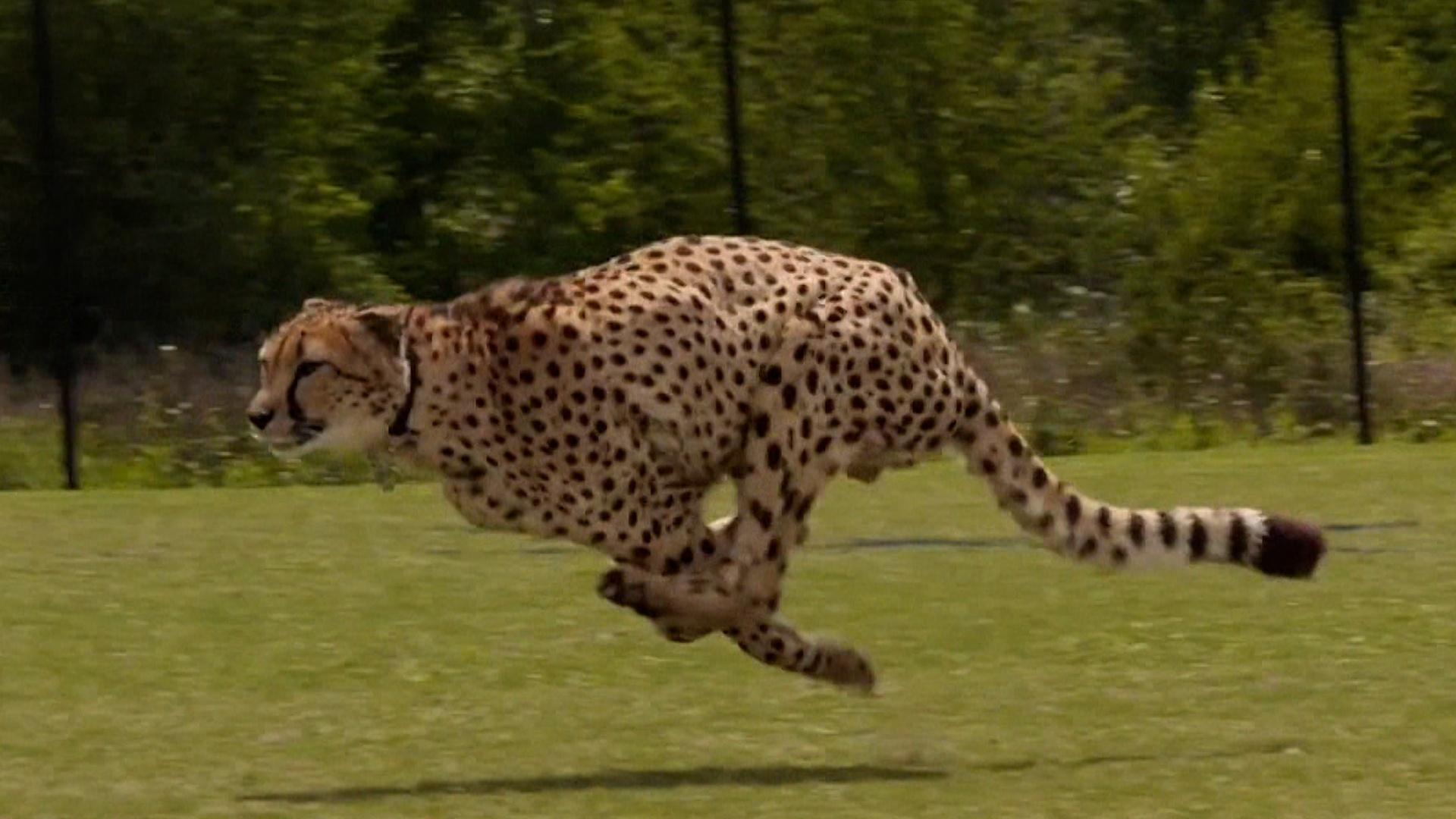 Animal Movements: Cheetah | Let’s Learn | PBS LearningMedia