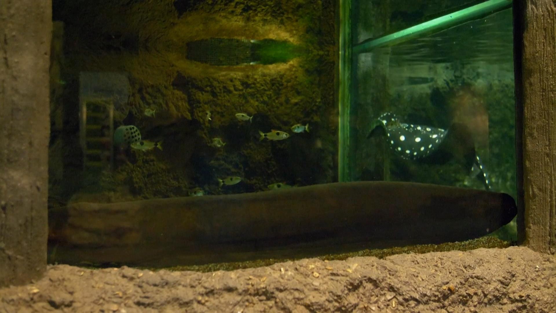Electric Eel | Let’s Learn | PBS LearningMedia