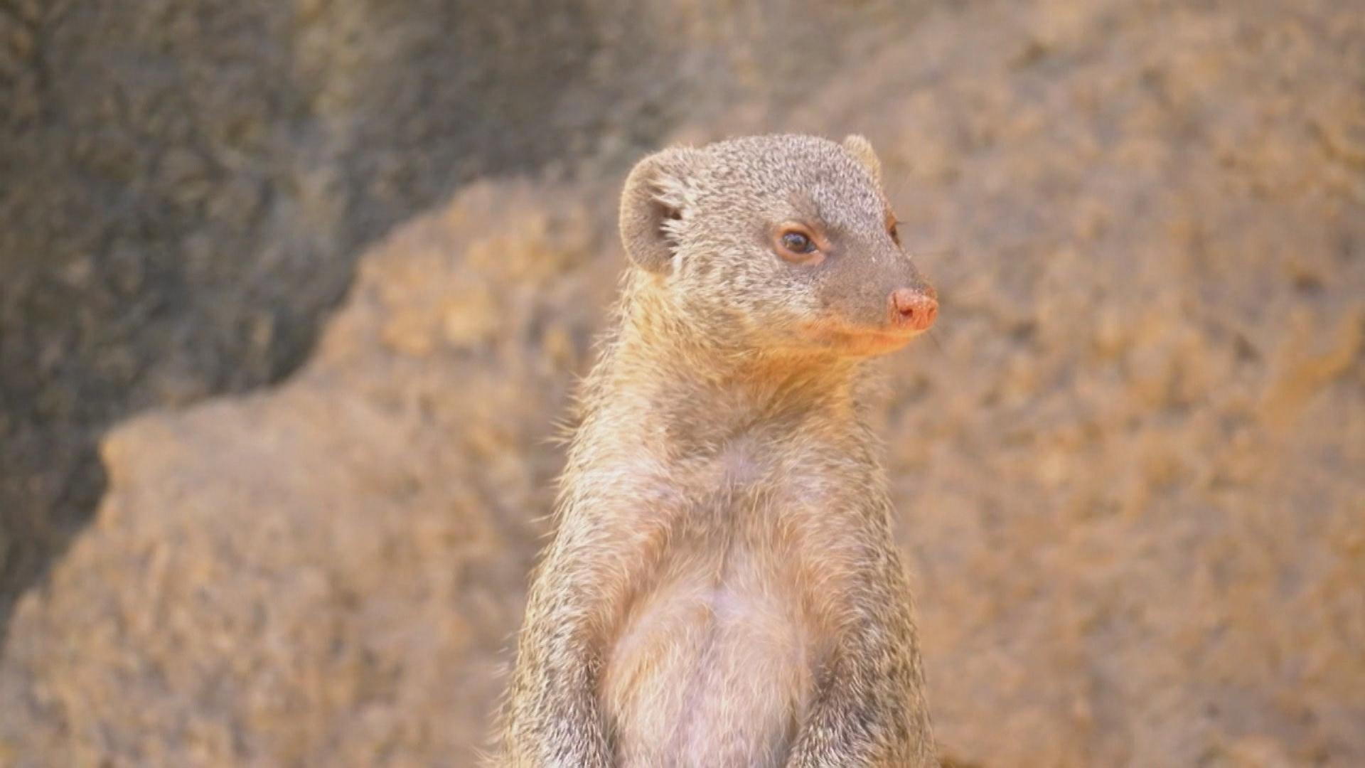 Mongoose | Let’s Learn | PBS LearningMedia