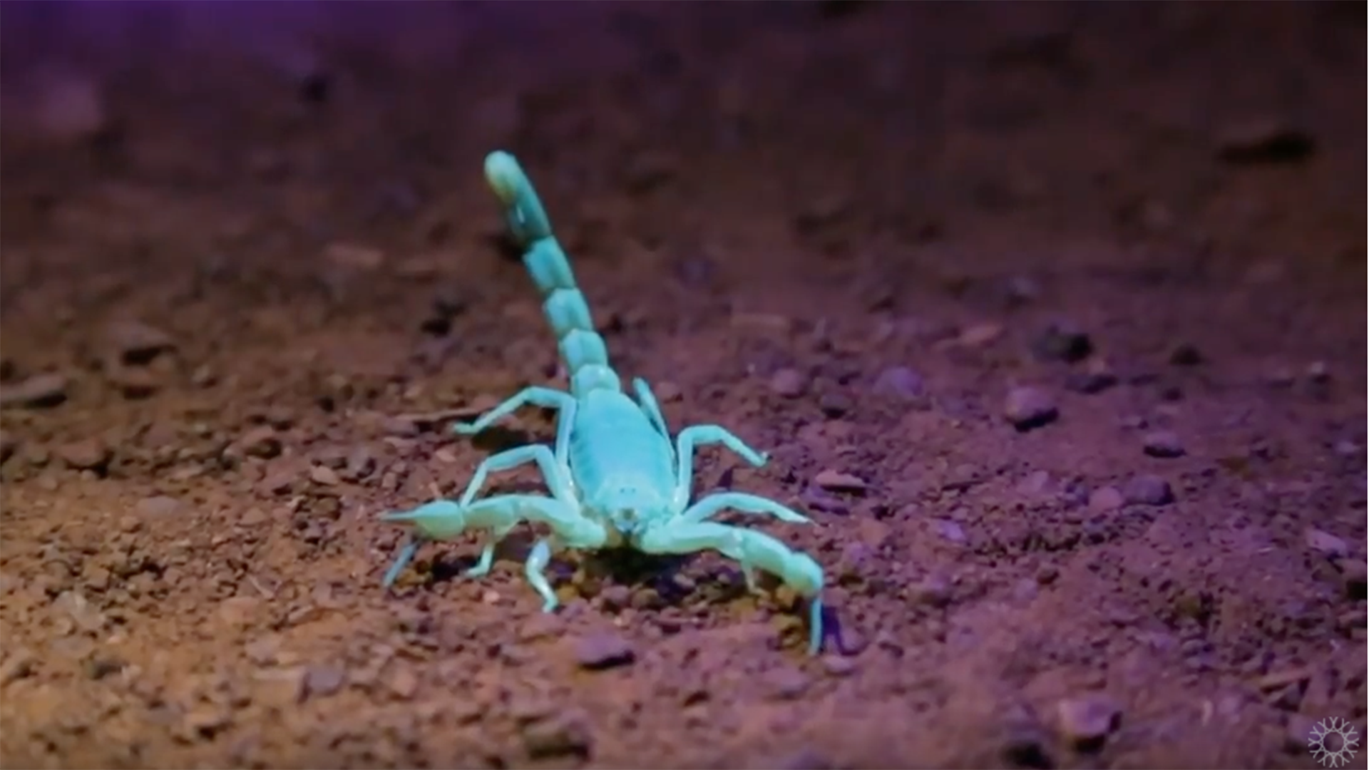 Scorpions in Your Backyard | PBS LearningMedia