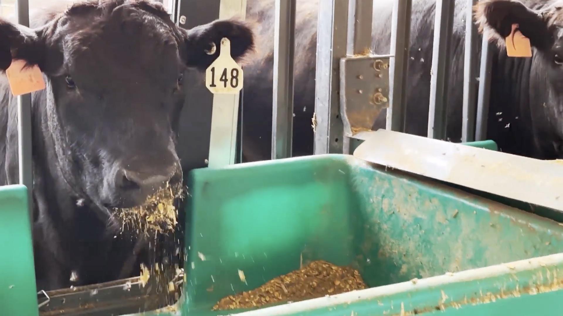 Lower Carbon Cows: Smarter Beef | EcoSense for Living | Grades 6-8, 9 ...