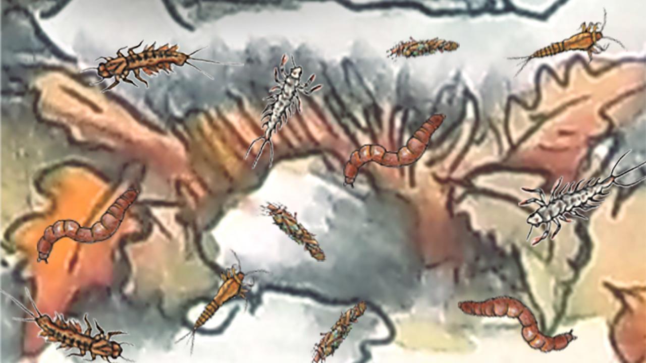 D.R.I.P. Project | Macro Community Module | PBS LearningMedia