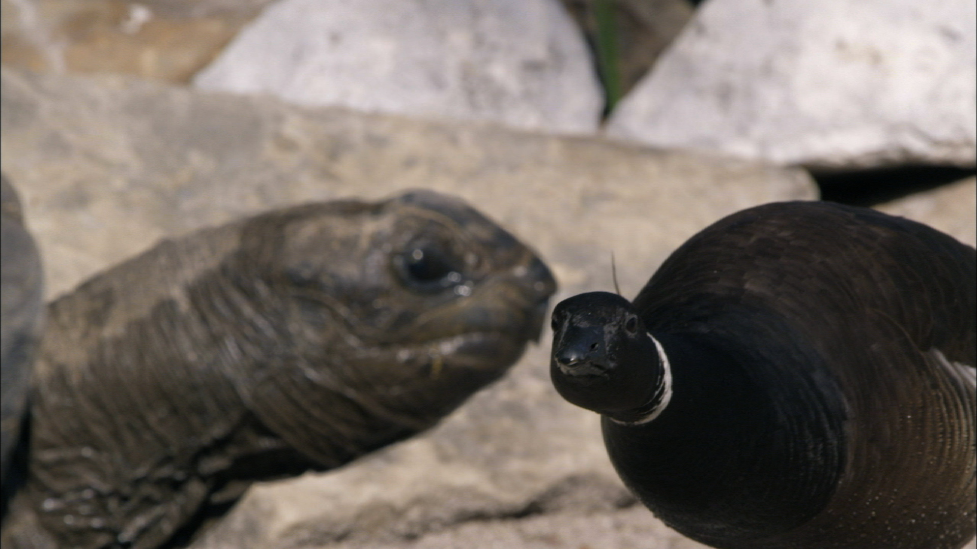 Mates for Life | Grades 6-8, 9-12 Animals Teaching and Lesson Resources