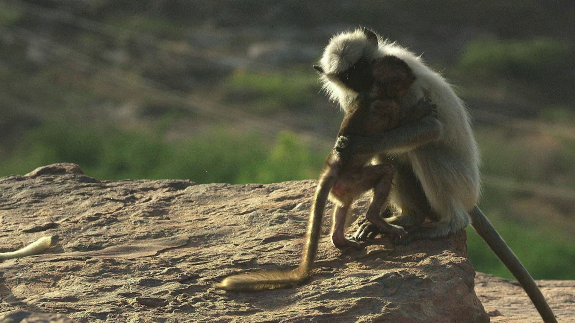 Monkey Babysitter | PBS LearningMedia