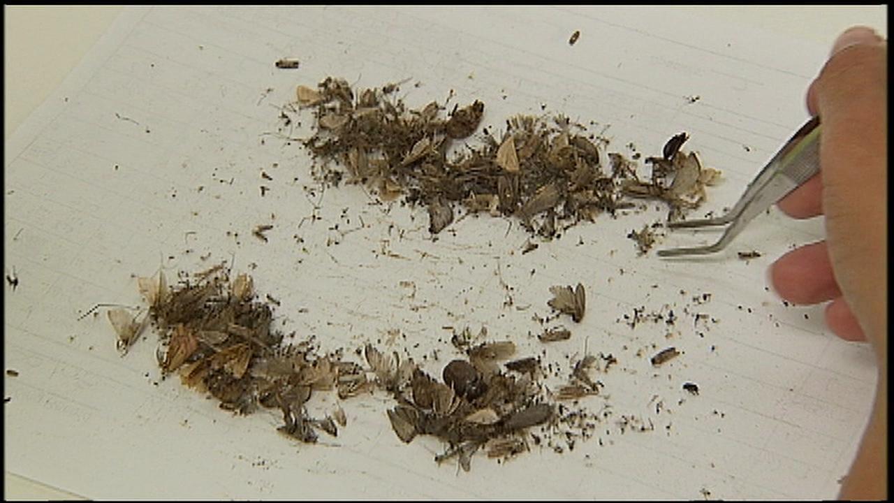 Indiana Expeditions | Mosquitoes | Grades 3-5, 6-8 Science Teaching and ...