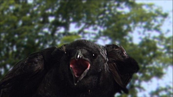 Nature | A Murder of Crows: As the Crow Flies | Science | Video | PBS ...