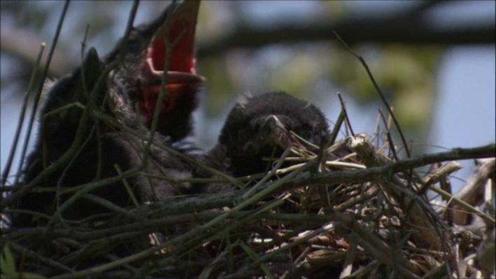 Nature | A Murder of Crows: As the Crow Flies | Science | Video | PBS ...